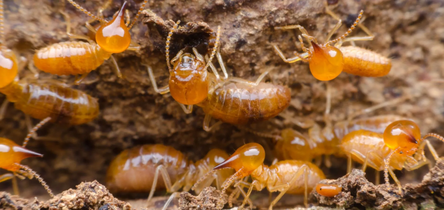 Glass Termite & Pest, Inc.